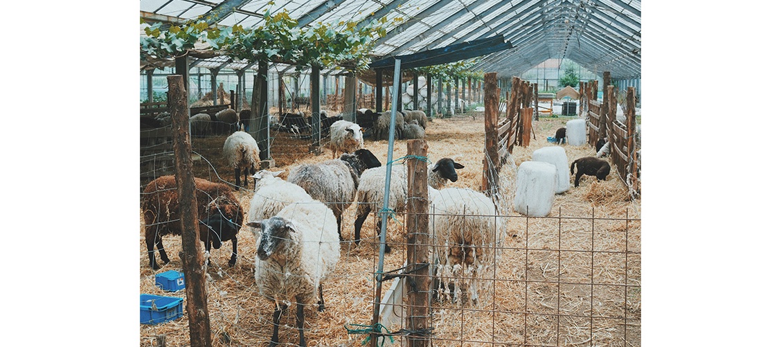 阿蘇さとう農園 | Aigle Blog